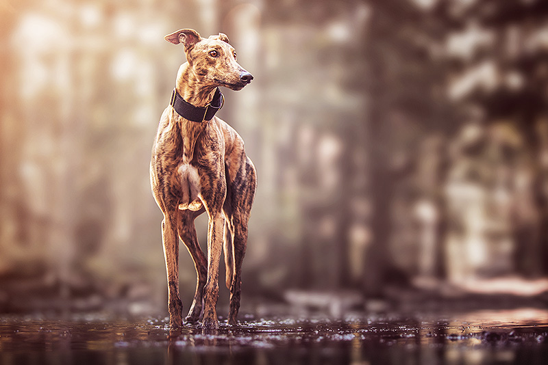Cliché Animal – Photographie animalière