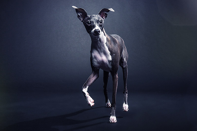 Cliché Animal – Photographie animalière