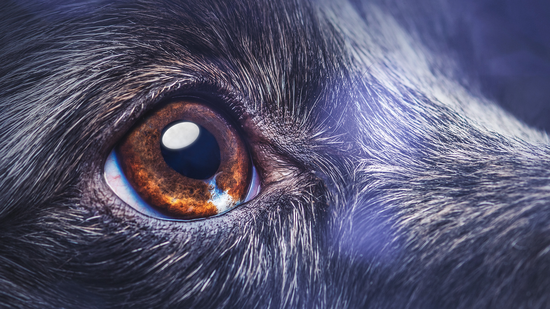 Cliché Animal – Photographie animalière