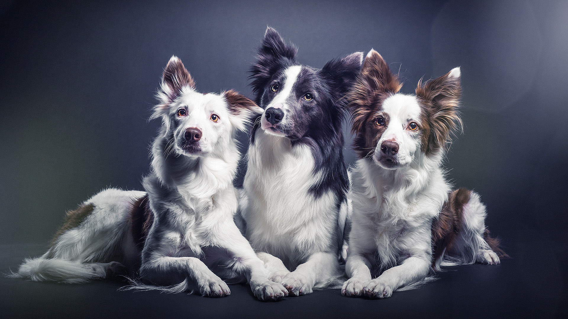 Cliché Animal – Photographie animalière