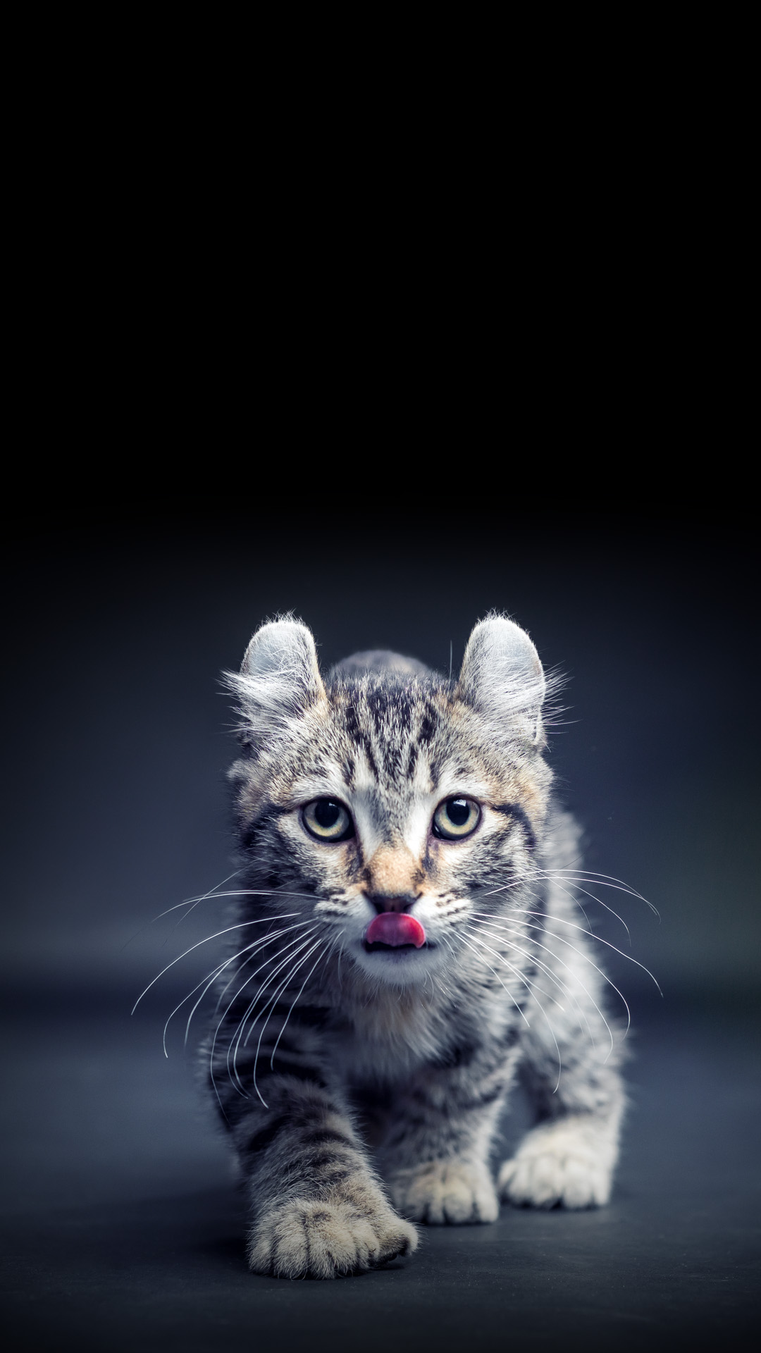Cliché Animal – Photographie animalière