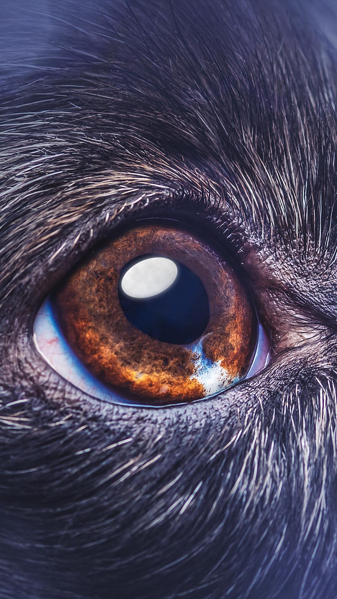 Cliché Animal – Photographie animalière
