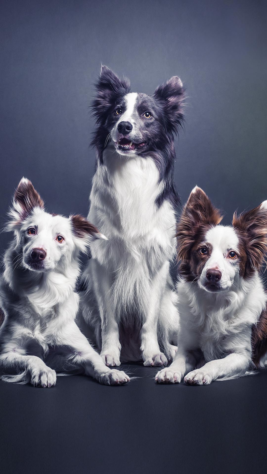 Cliché Animal – Photographie animalière